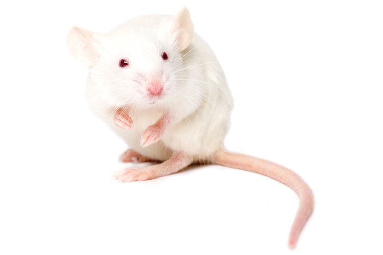 Why animal researchers are ending their silence | Times Higher ...