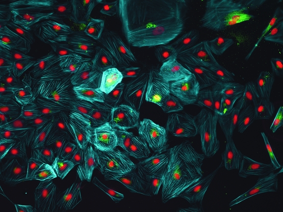 Cell collection | Times Higher Education (THE)