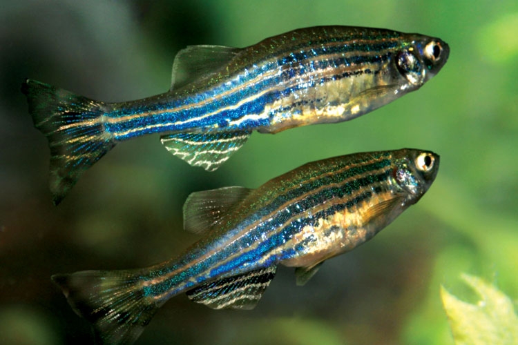 Campus round-up | Times Higher Education (THE)