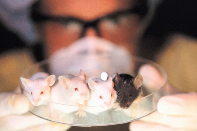 UCL launches website on animal research | Times Higher Education (THE)