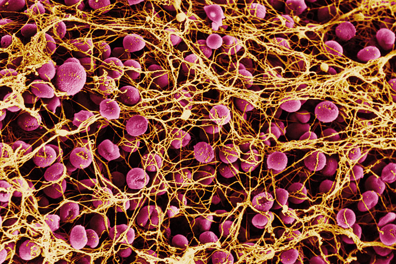 The Third Lens: Metaphor and the Creation of Modern Cell Biology, by ...