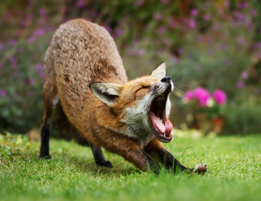 How to stifle the yawns in departmental meetings | Times Higher ...
