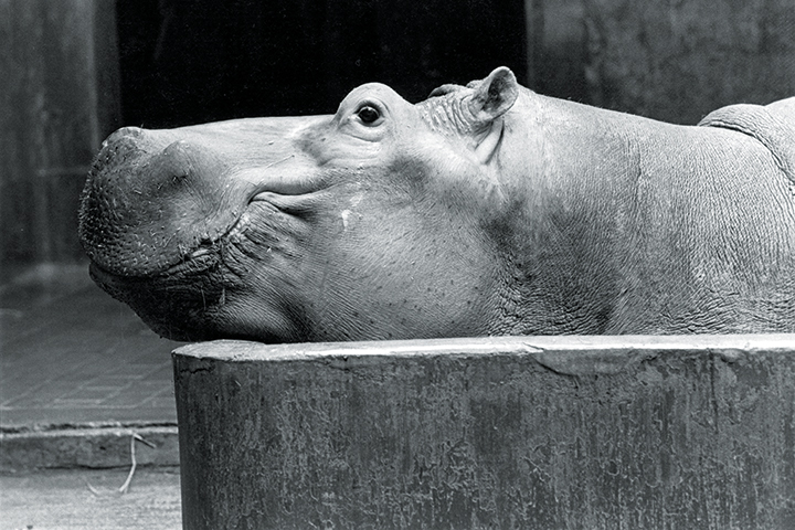 Life with Lacan, by Catherine Millot | THE Books