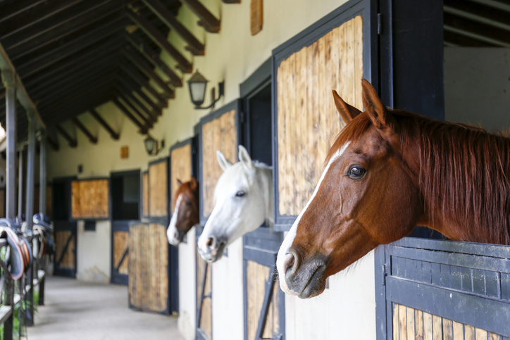University of Cambridge veterinary medicine course to continue despite ...