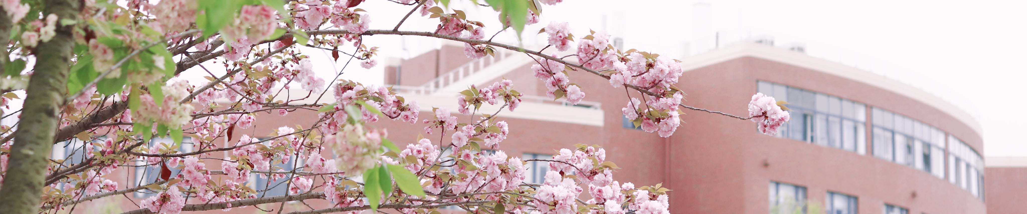 Chengdu University | World University Rankings | THE