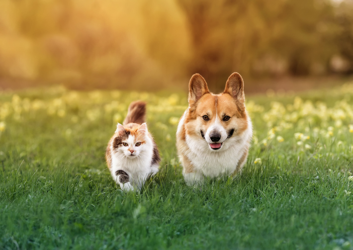 Universities ‘must back single tertiary system’ | Times Higher ...