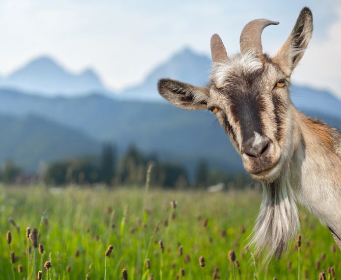 Goat man wins Ig Nobel | Times Higher Education (THE)