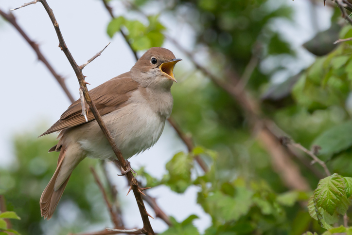 Chinese Nightingale Bird