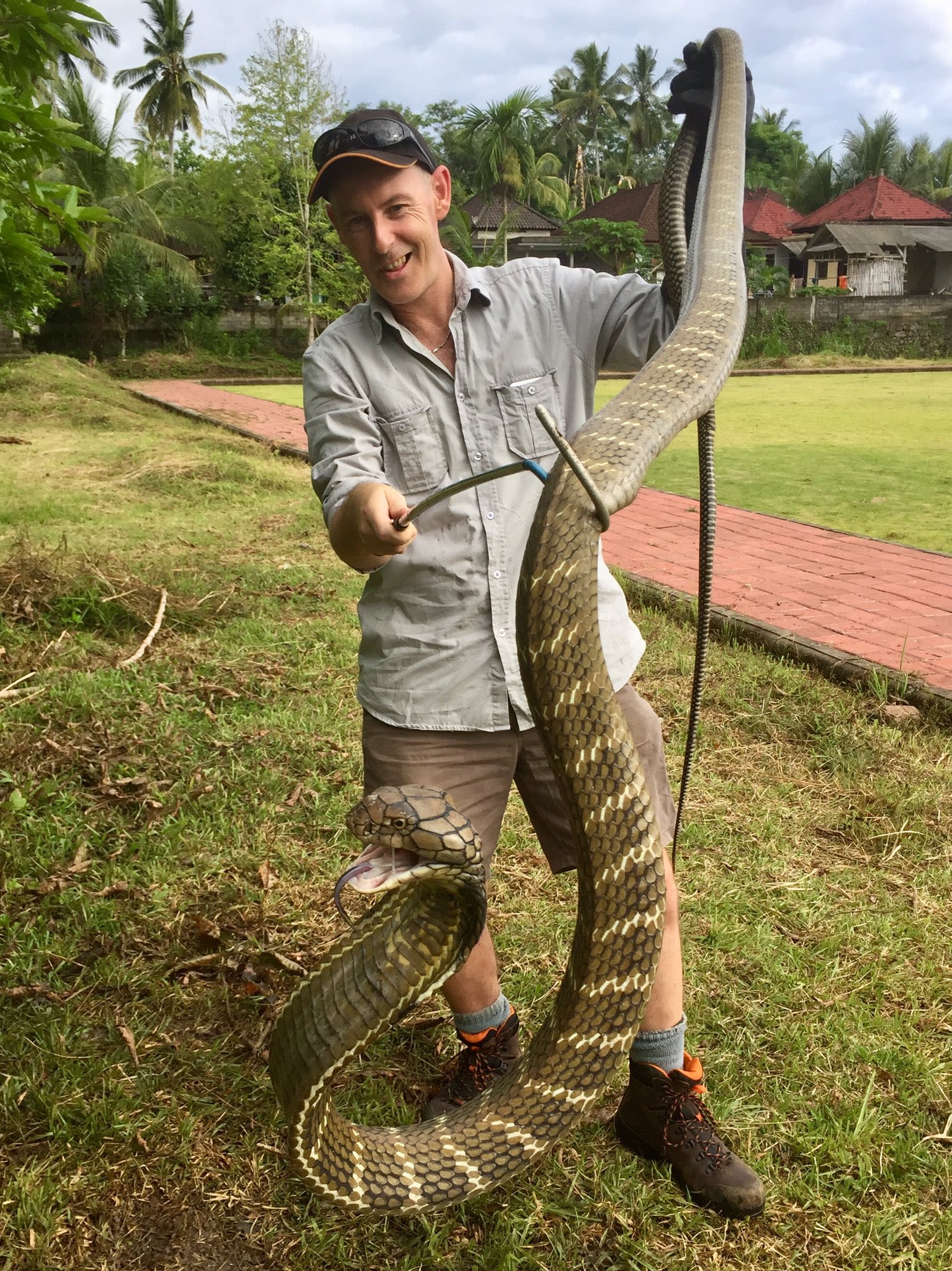 Western Brown Snake Bite