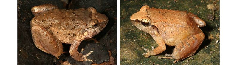 World’s New Stream Frog Found in Myanmar: Chula Researcher Indicates ...