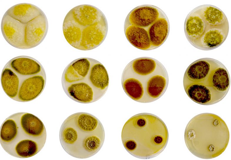 Exploring innovative uses of fungi to advance sustainable growth ...