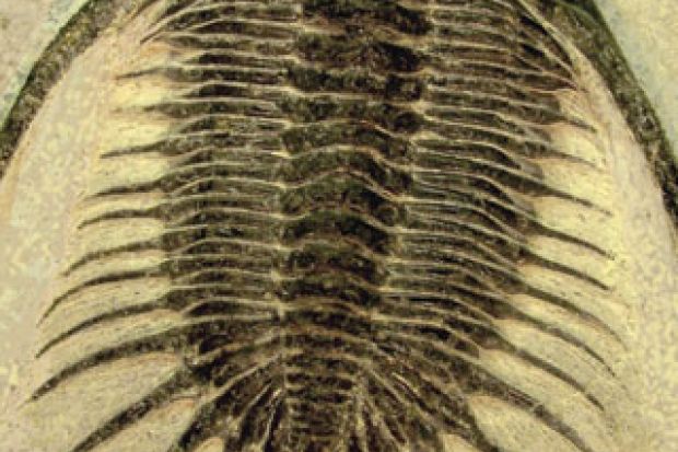 A real bug for trilobites | Times Higher Education (THE)
