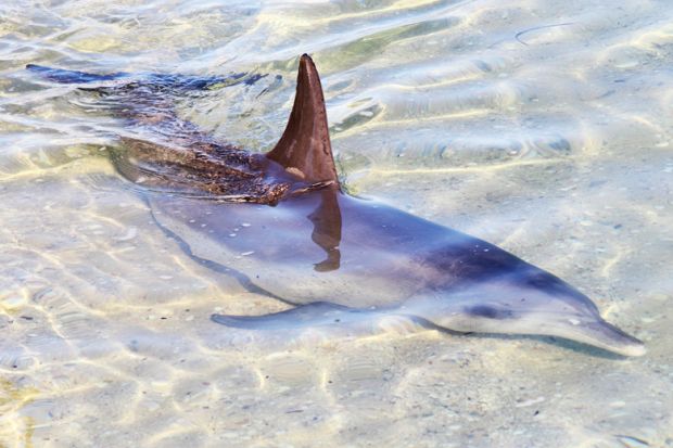 Impact is driving us into the shallows | THE Comment