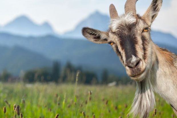 Goat man wins Ig Nobel | Times Higher Education (THE)