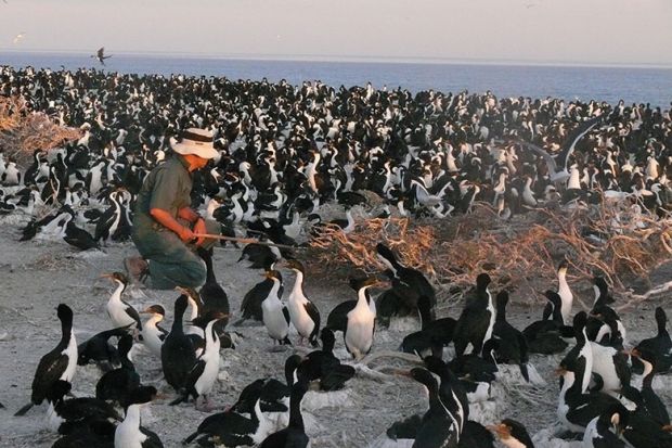 Lessons from penguin island | Times Higher Education (THE)