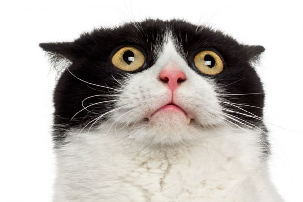 Universities don’t fear the OIA. It would better if they did | THE Comment